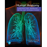 Human Anatomy: Lab Man. With Cat Dissections | College of the Canyons ...